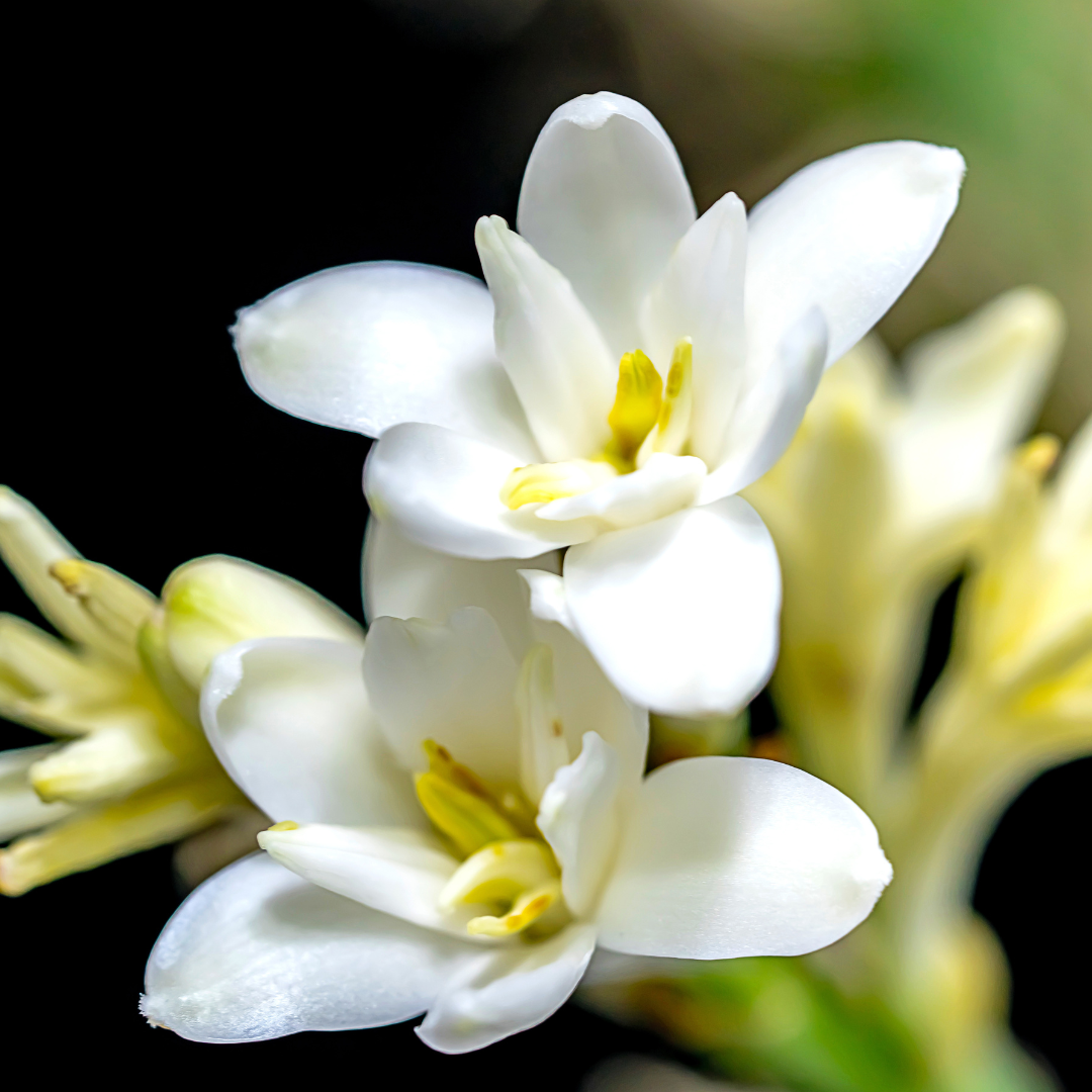 Tuberose Perfume for Weddings: Bridal Elegance in a Bottle – FOOPE